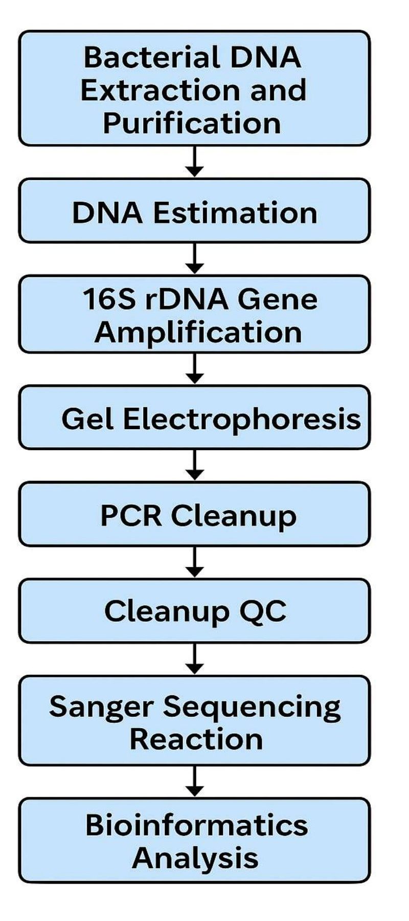 Bacterial Identification by 16S rDNA Sequencing